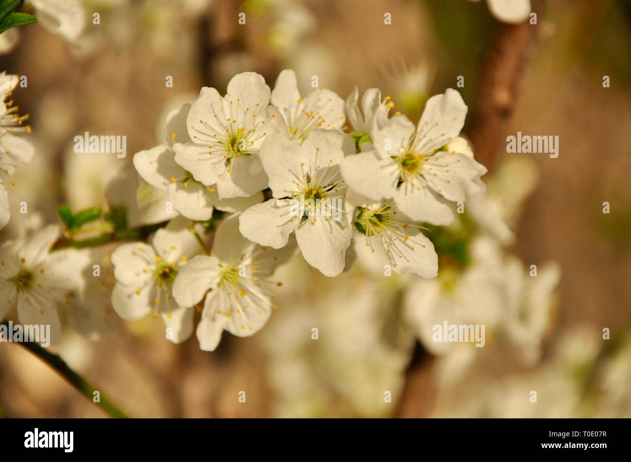 Blossoms almond tree with white open flower Stock Photo - Alamy