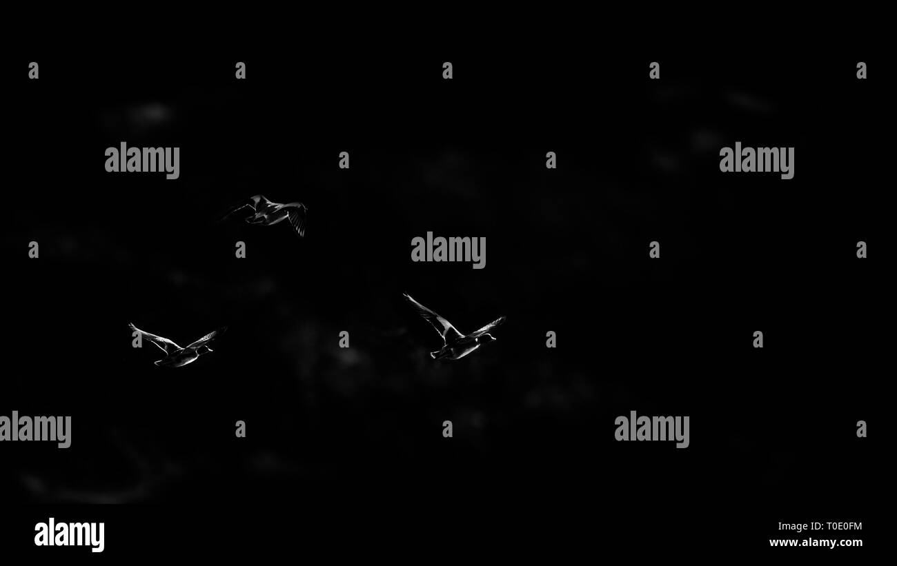 Three wigeons (one male and two females) flying over the Wetlands ...
