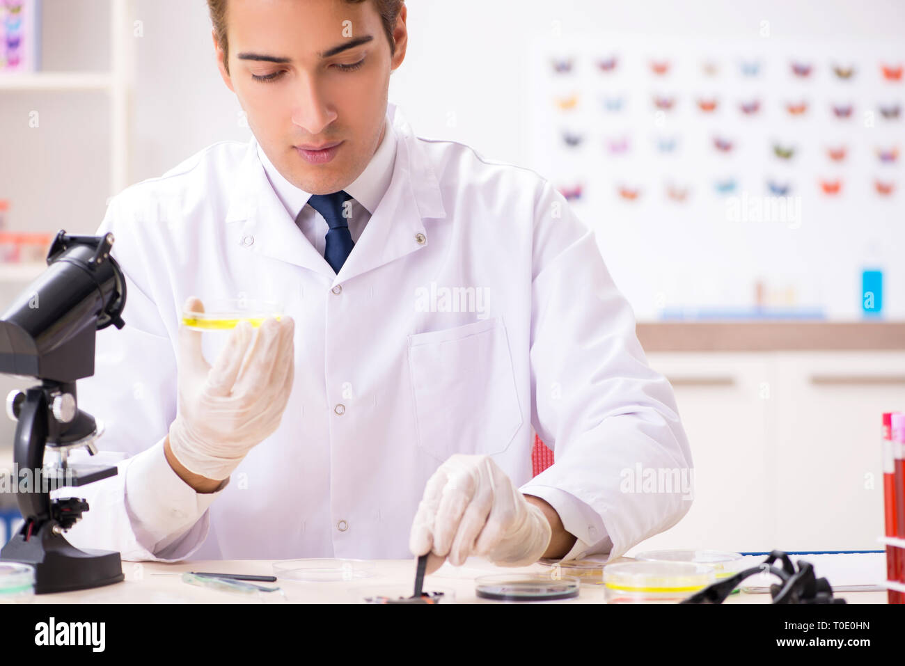 Scientist studying new insect hi-res stock photography and images - Alamy