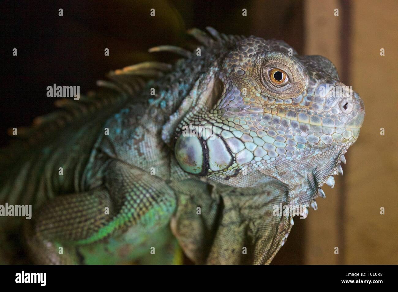 Side profile of green iguana looking in to the camera Stock Photo - Alamy