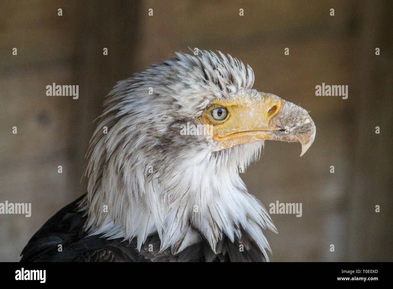 Bald eagle looking in to the distance Stock Photo - Alamy