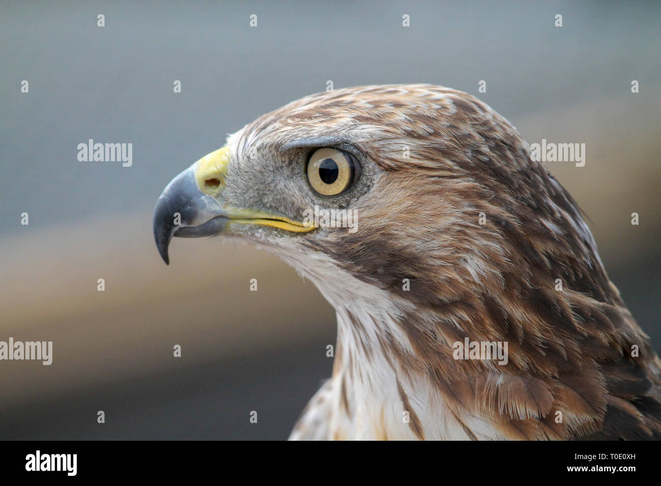 Hawk looking hi-res stock photography and images - Alamy