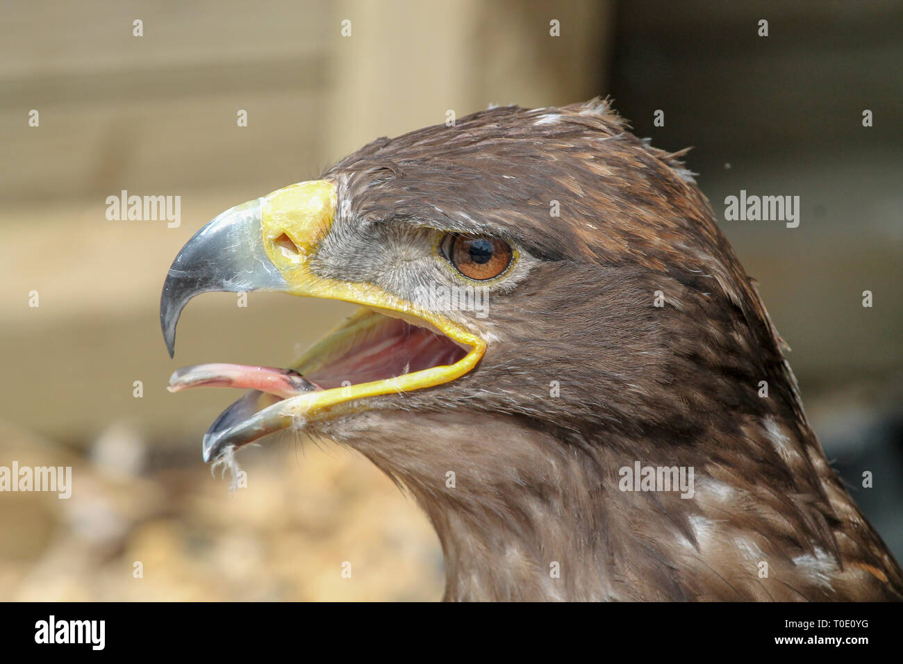 Ope mouth hi-res stock photography and images - Alamy