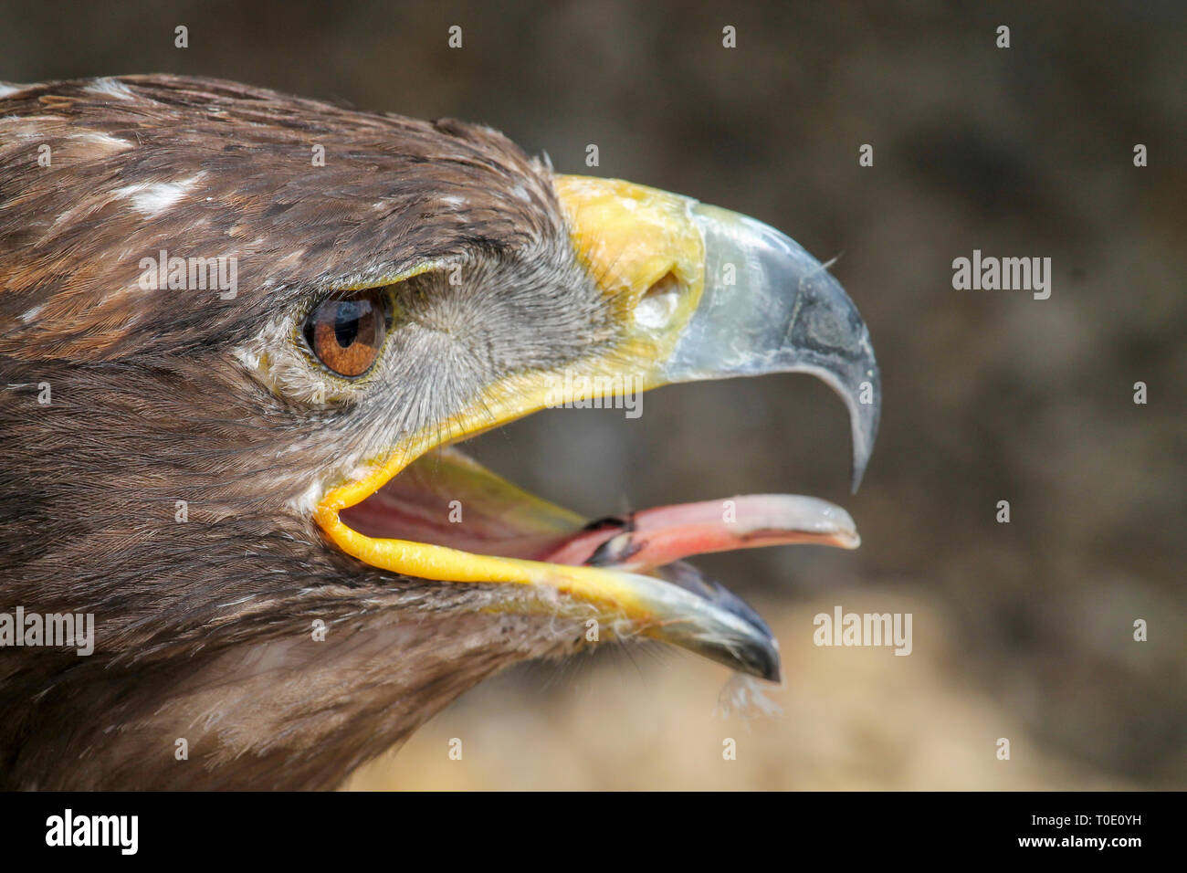Hawk looking in the distance with mouth open and tongue out Stock Photo ...