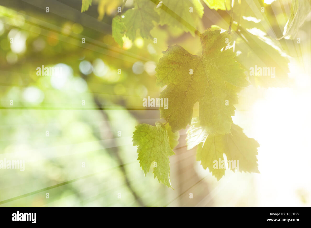 Summer vine leaves on sun light background Stock Photo - Alamy