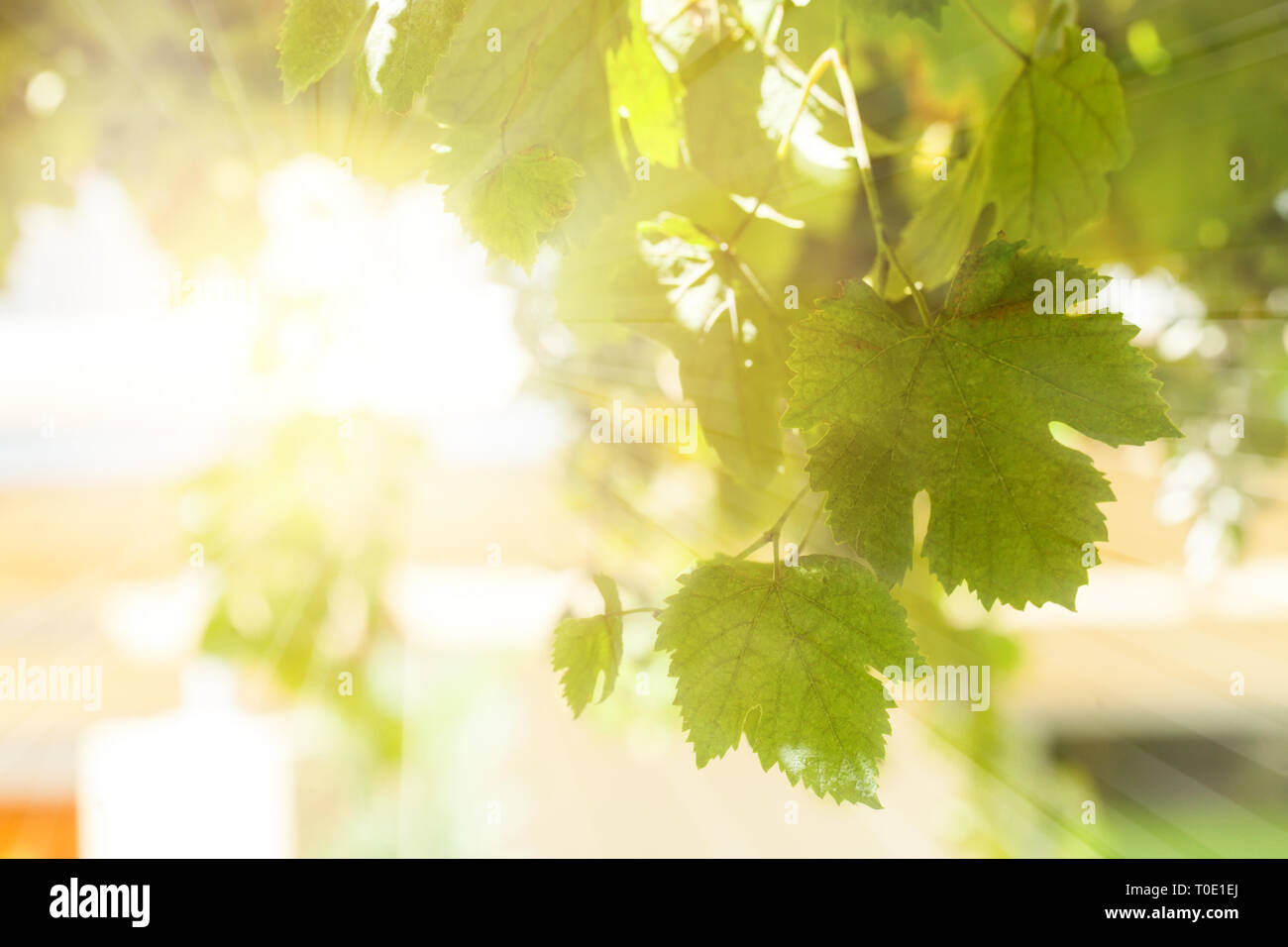 Green grapevine leaves background in sunny day Stock Photo - Alamy