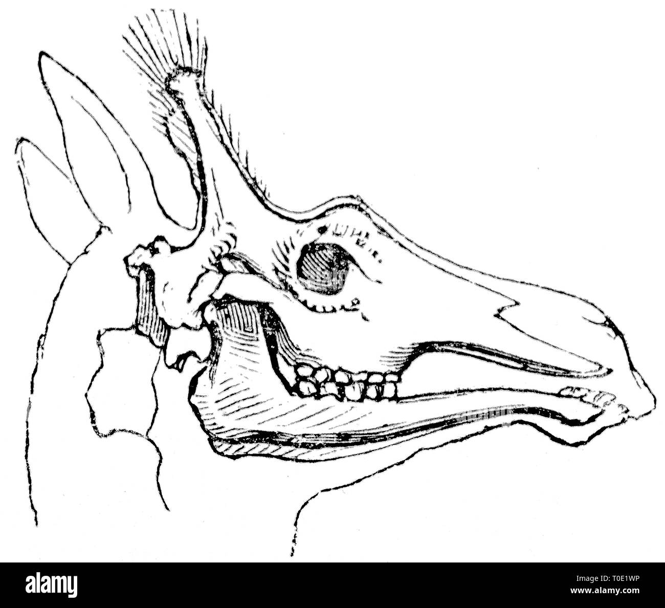 Victorian illustration skeleton hi-res stock photography and images - Alamy