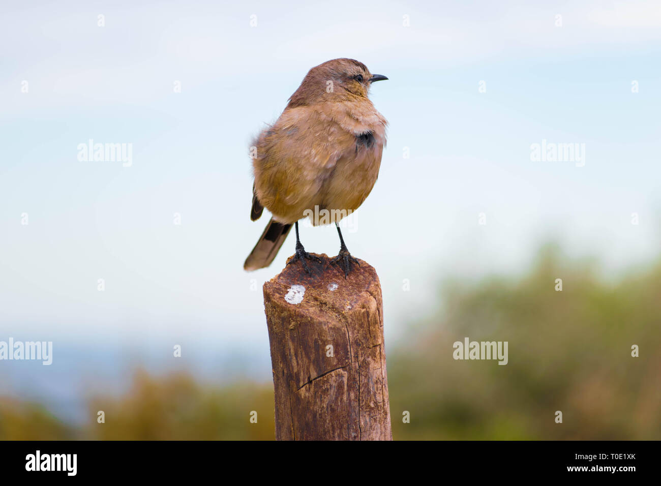 Discover fauna hi-res stock photography and images - Alamy