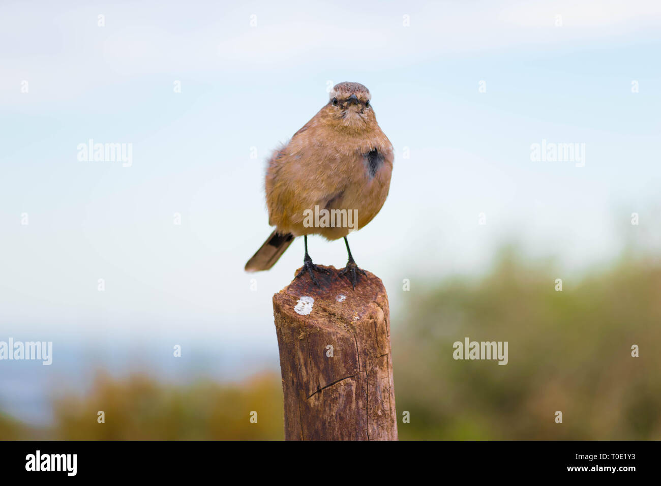 Discover fauna hi-res stock photography and images - Alamy