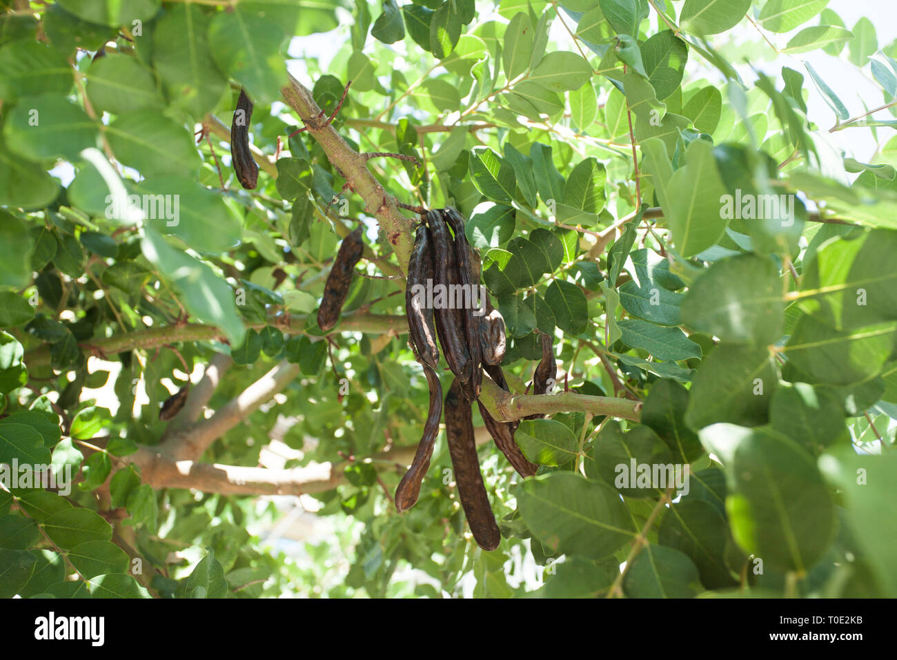 Carob tree. Healthy organic sweet carob pods with seeds and leaves ...
