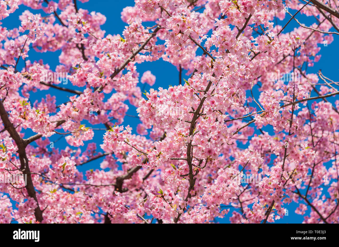 Spring Japanese cherry tree pink blossom against azure sky as ...