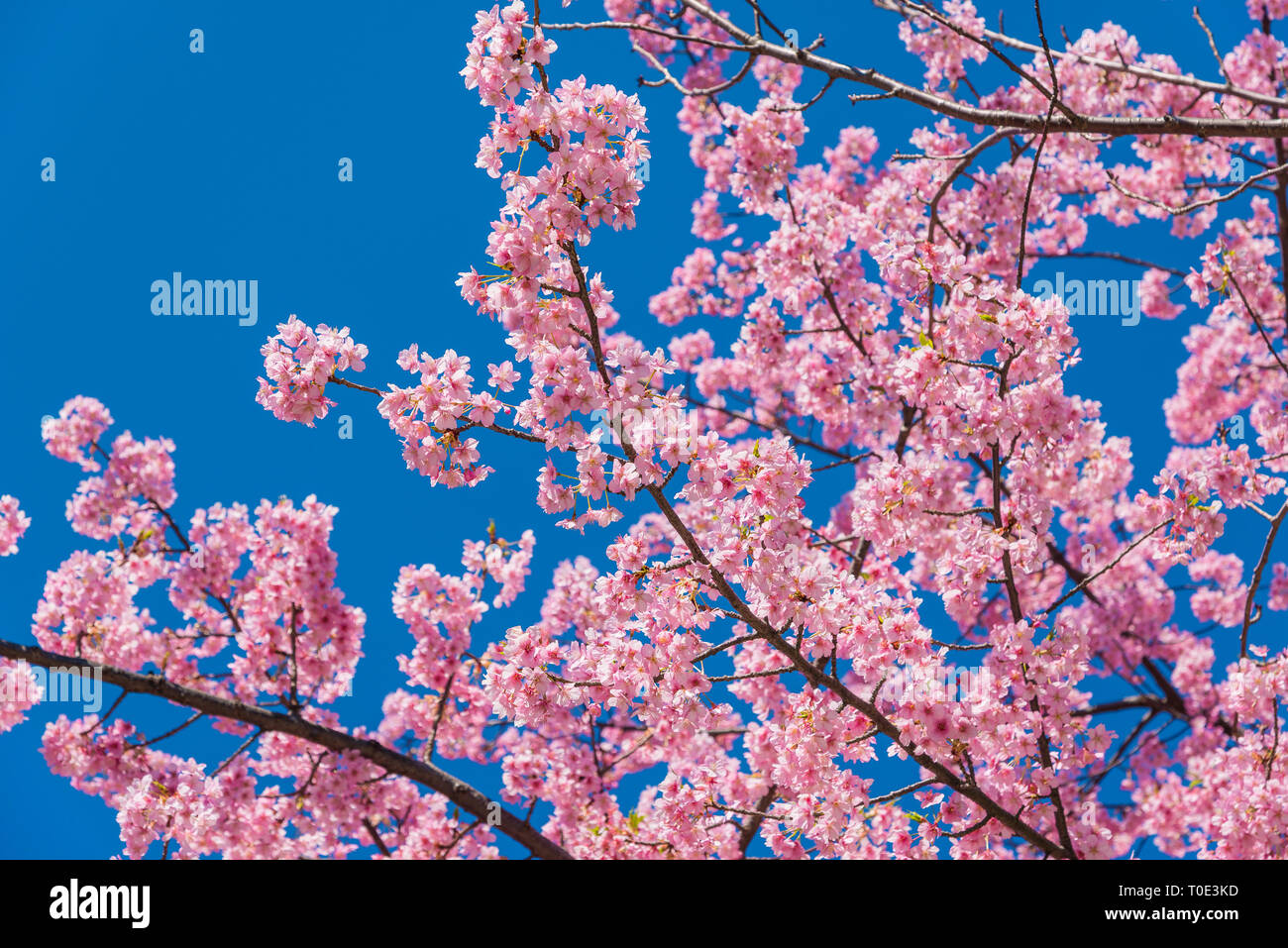 Spring Japanese cherry tree pink blossom against azure sky as ...