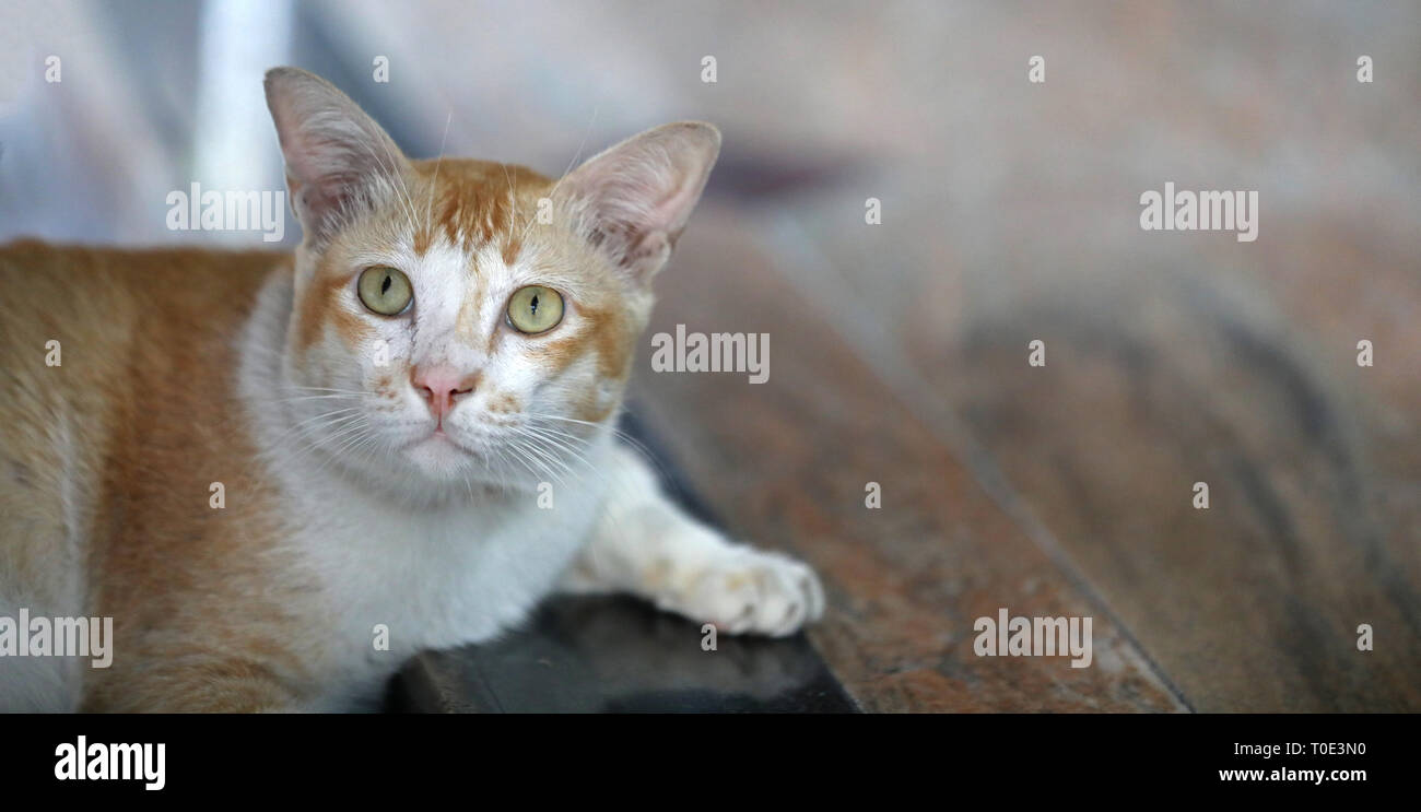Cat in Bangkok Thailand Asia Stock Photo - Alamy