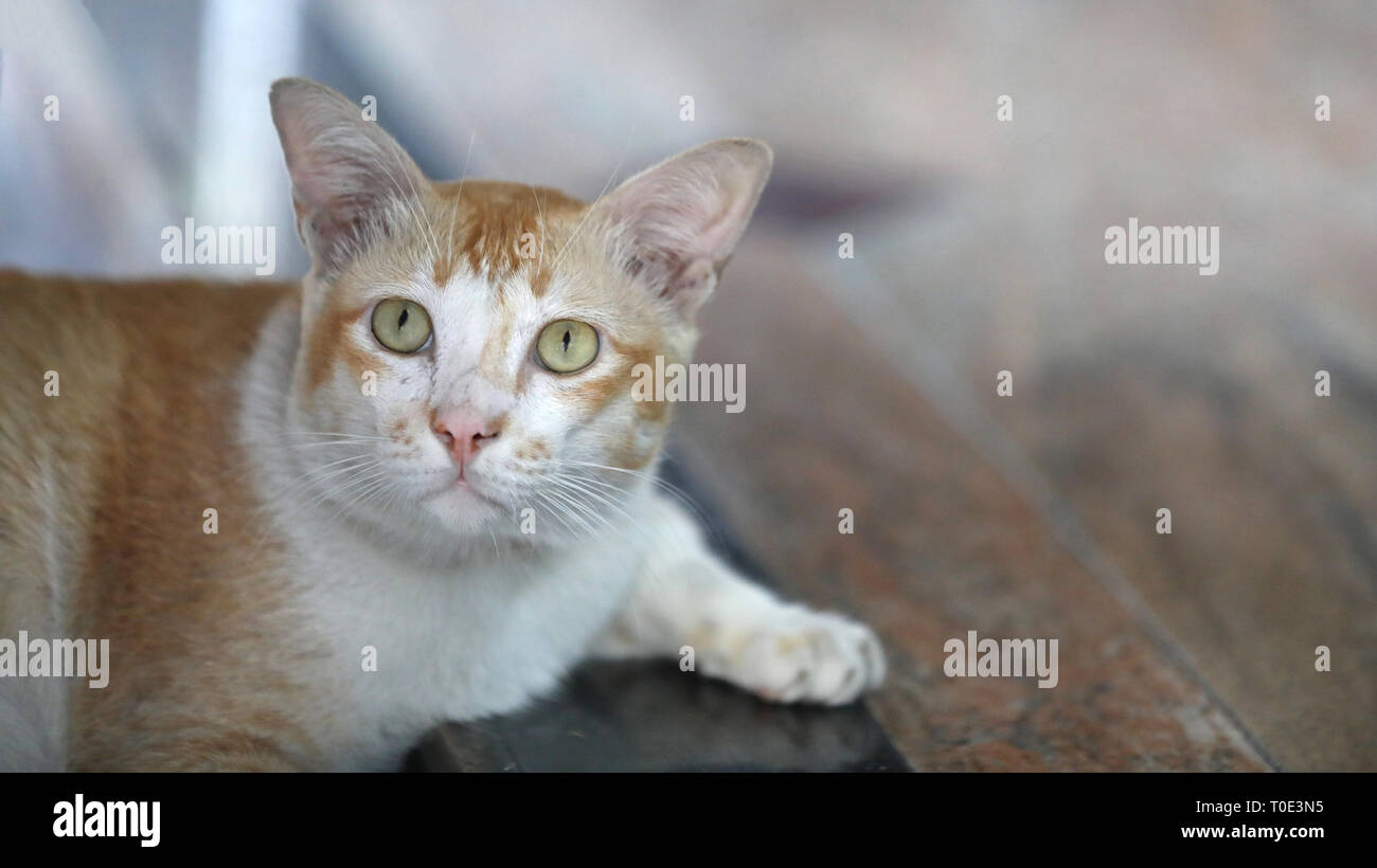 Cat in Bangkok Thailand Asia Stock Photo - Alamy