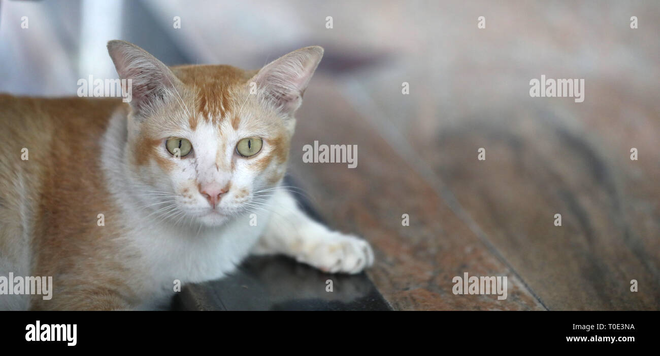 Cat in Bangkok Thailand Asia Stock Photo - Alamy