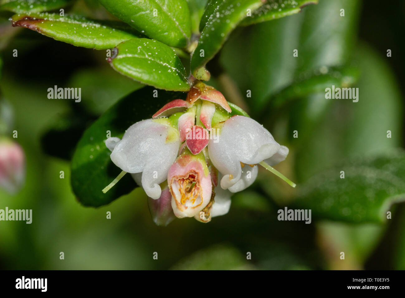 Nutrient poor soils hi-res stock photography and images - Alamy