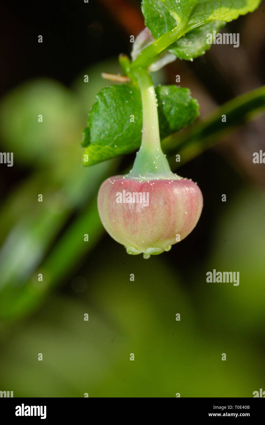 Close up micro shot of a blåbar growing fruit blossom. Sweden Stock ...