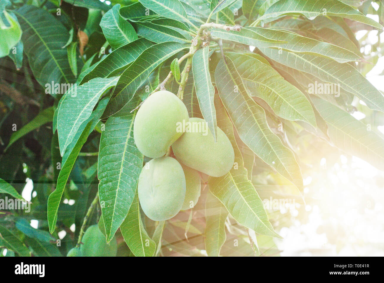 Raw mango fruit on mango tree Stock Photo - Alamy