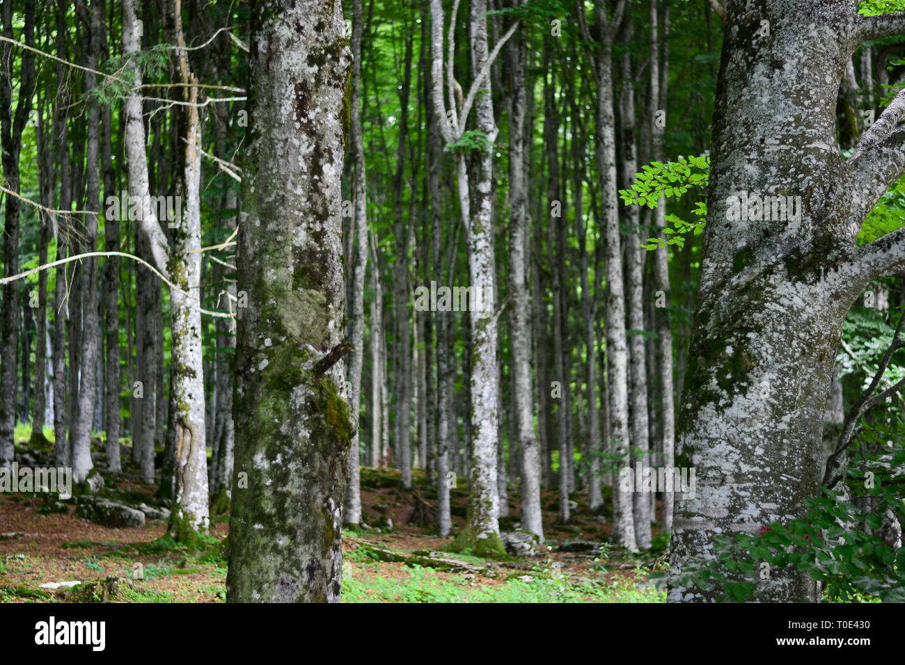 beautiful forests in spring Stock Photo - Alamy