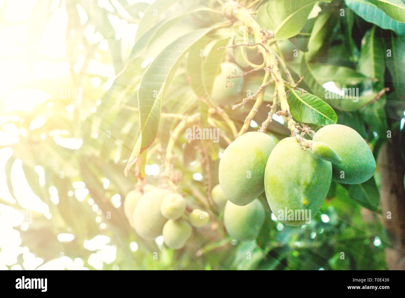 Mango fruit on mango tree in sun light Stock Photo - Alamy