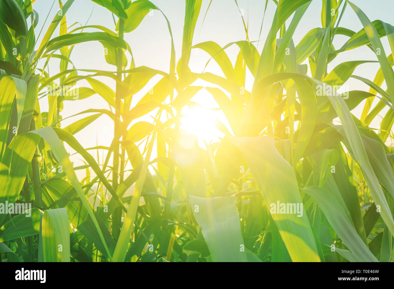 Green corn field with sun golden light background. Rural nature view ...