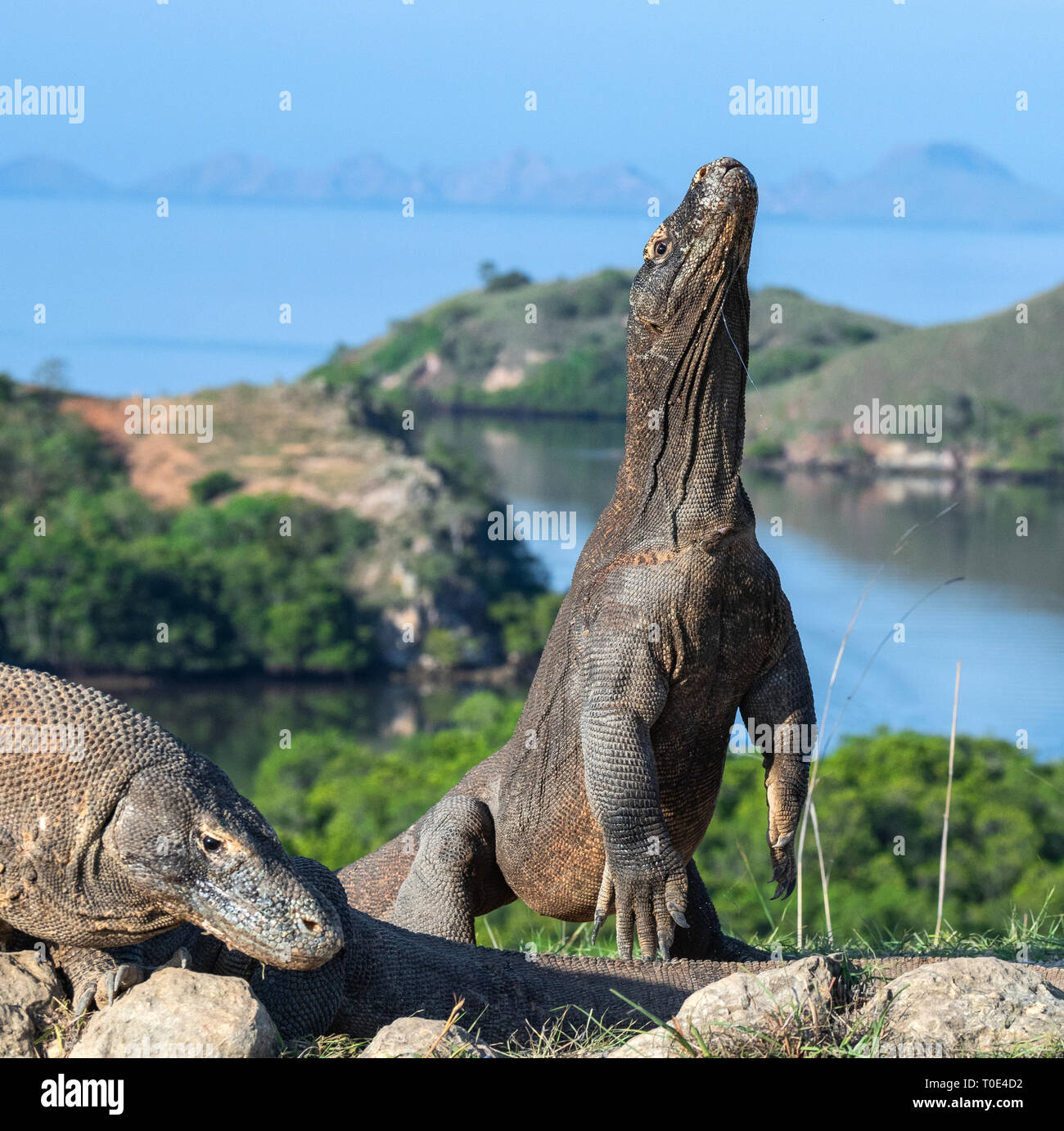 The Komodo dragon stands on its hind legs. Scientific name: Varanus ...