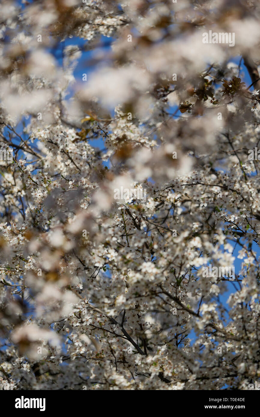 Flowering plum tree, Lyon, France Stock Photo - Alamy