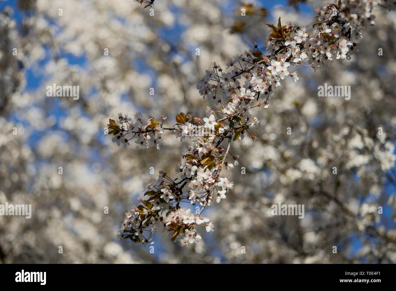 Flowering plum tree, Lyon, France Stock Photo - Alamy