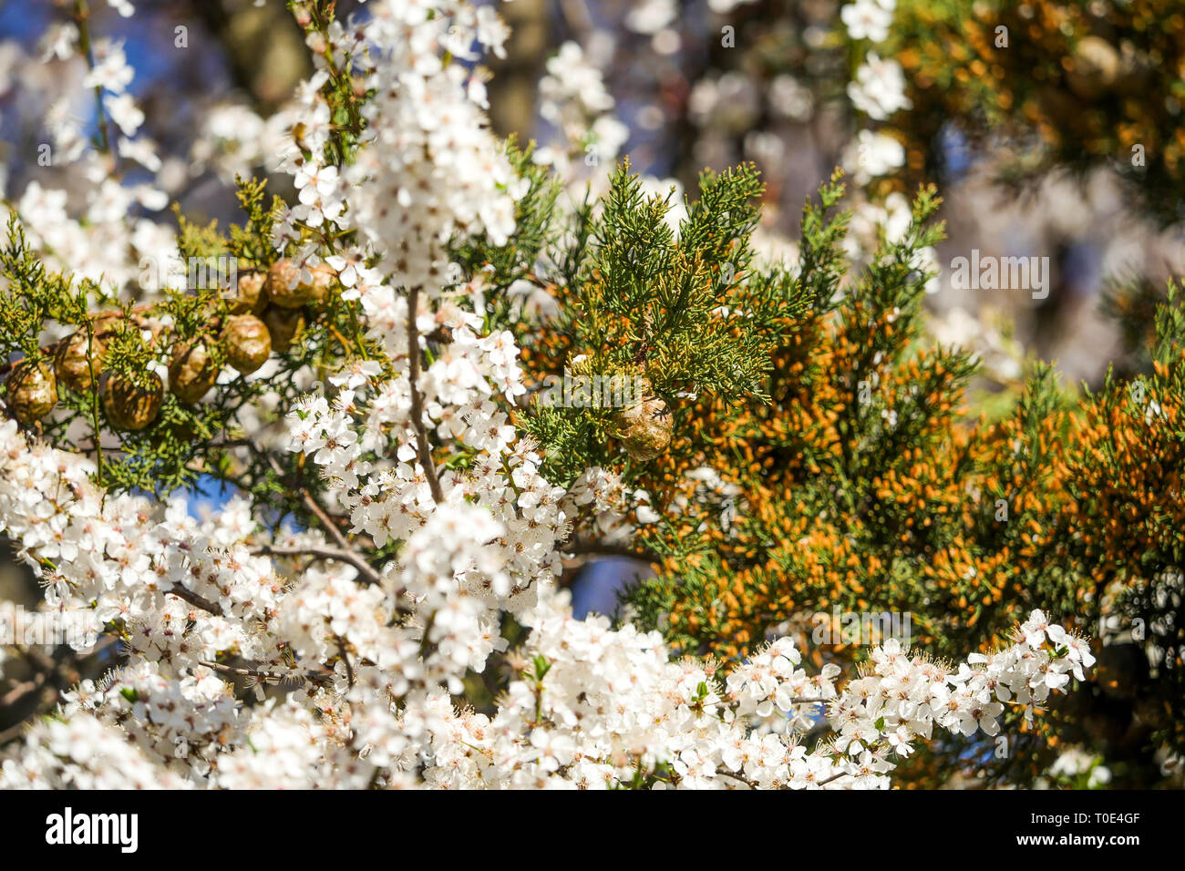 Flowering plum tree, Lyon, France Stock Photo - Alamy