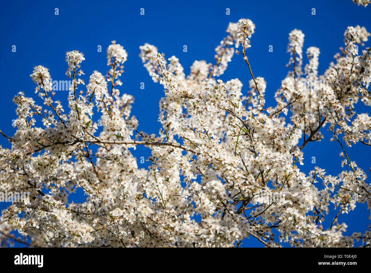 Flowering plum tree, Lyon, France Stock Photo - Alamy
