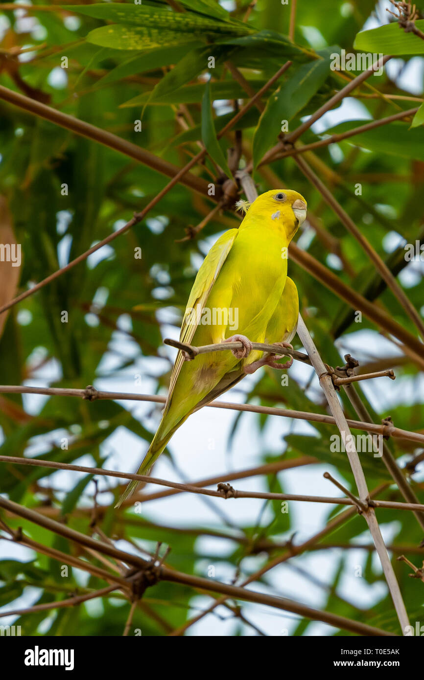 Shell Parakeet High Resolution Stock Photography and Images - Alamy