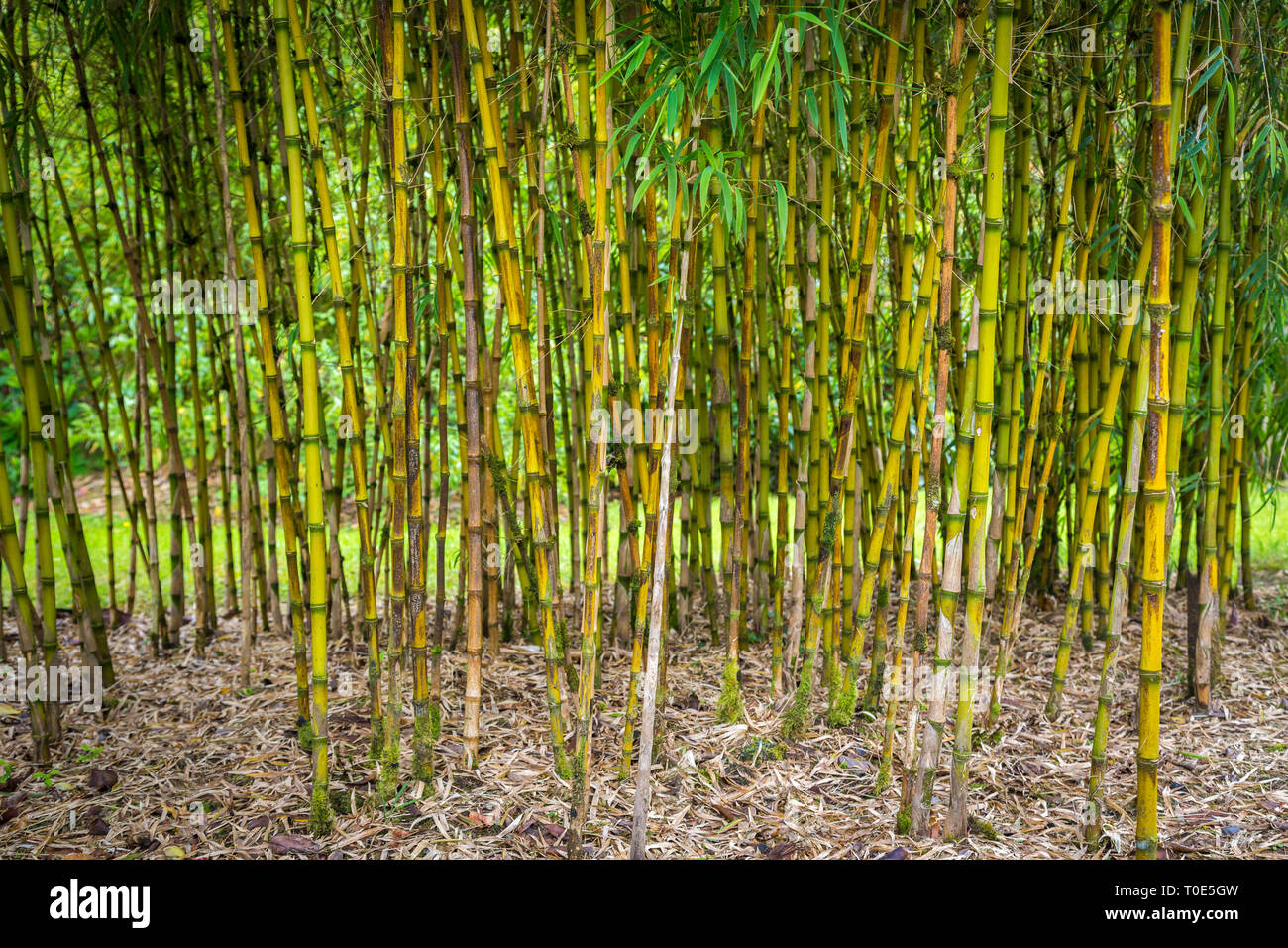 walking through Kells Gardens and rope bridge Stock Photo - Alamy