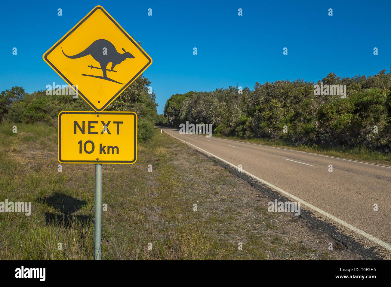 Fun and warning sign for kangaroo skiing on Austalian country road ...