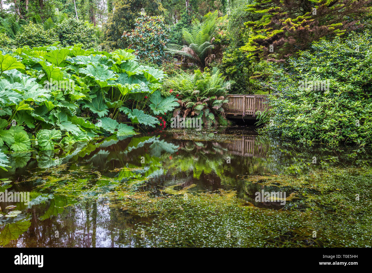 walking through Kells Gardens at the Ring of Kerry, Ireland Stock Photo ...