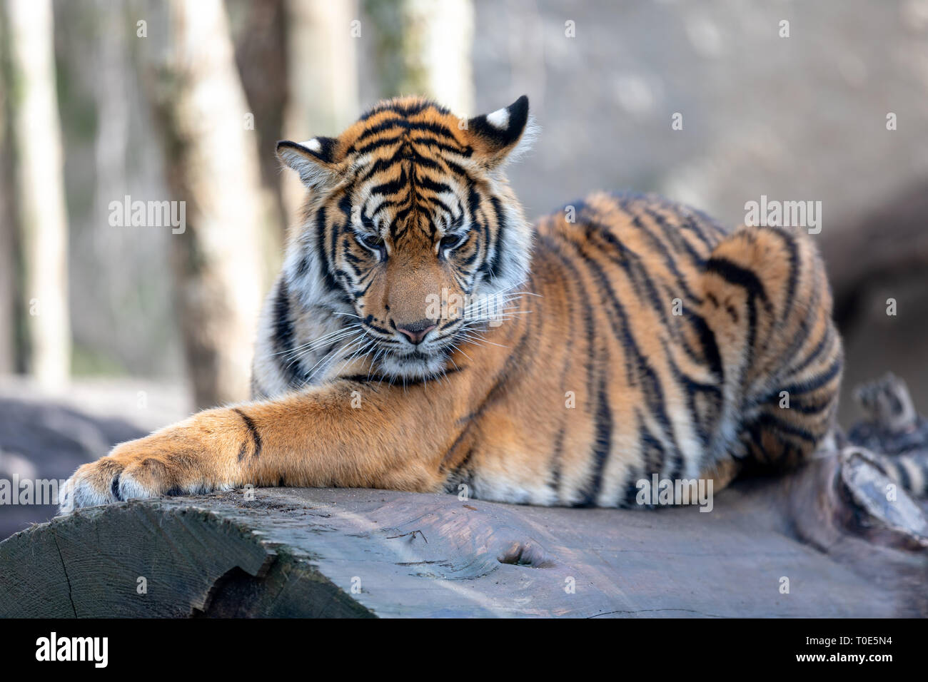 Sumatran tiger (Panthera tigris sumatrae) is a rare tiger subspecies ...