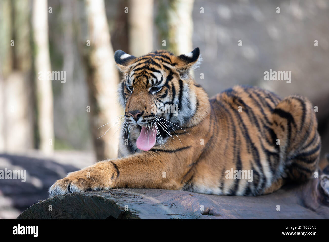 Sumatran tiger (Panthera tigris sumatrae) is a rare tiger subspecies ...