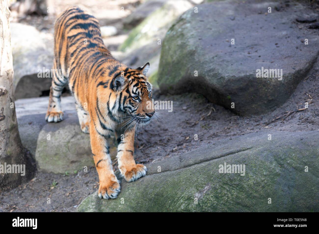 Sumatran tiger (Panthera tigris sumatrae) is a rare tiger subspecies ...