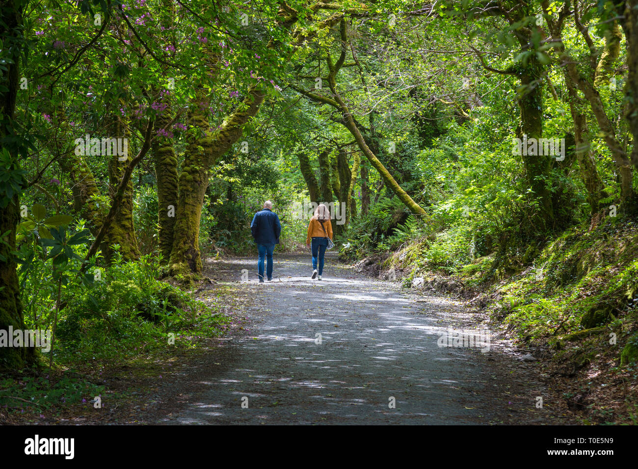 walking through Kells Gardens and rope bridge Stock Photo - Alamy