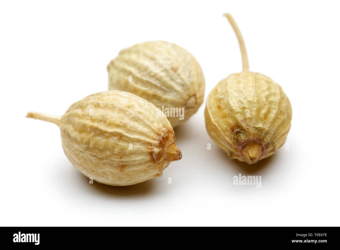 Dry coriander seeds isolated on white background Stock Photo - Alamy