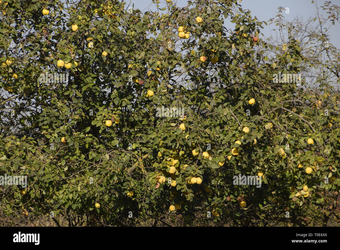 Quince fruits on the branches of the tree, late autumn in the garden ...