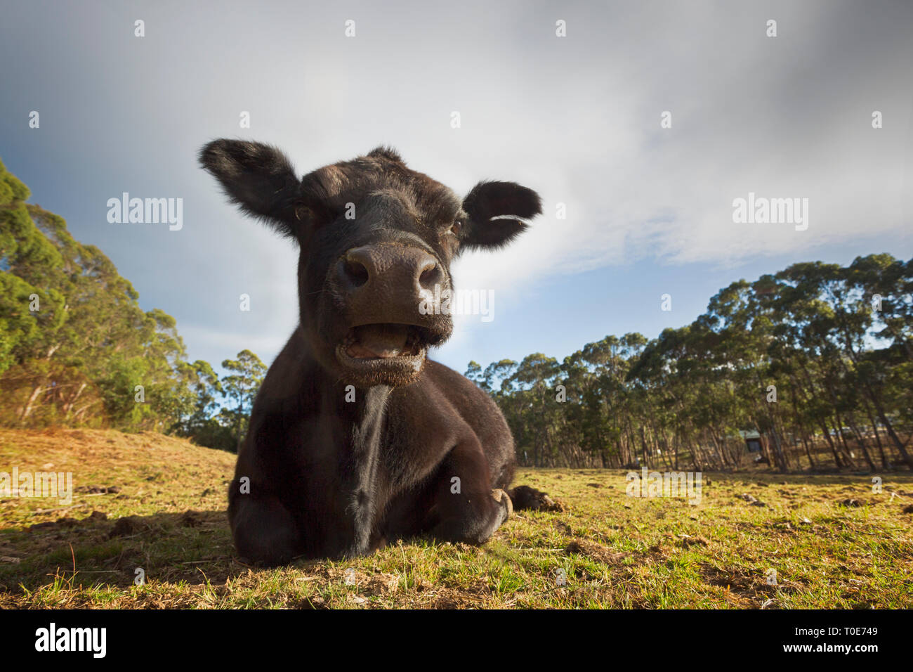 Cow chewing its cud hi-res stock photography and images - Alamy