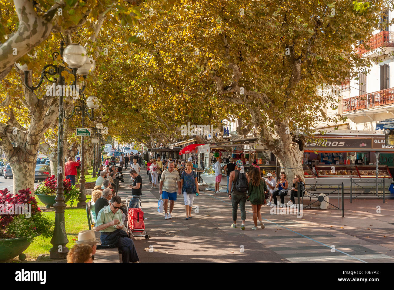 Plane trees provence hi-res stock photography and images - Alamy