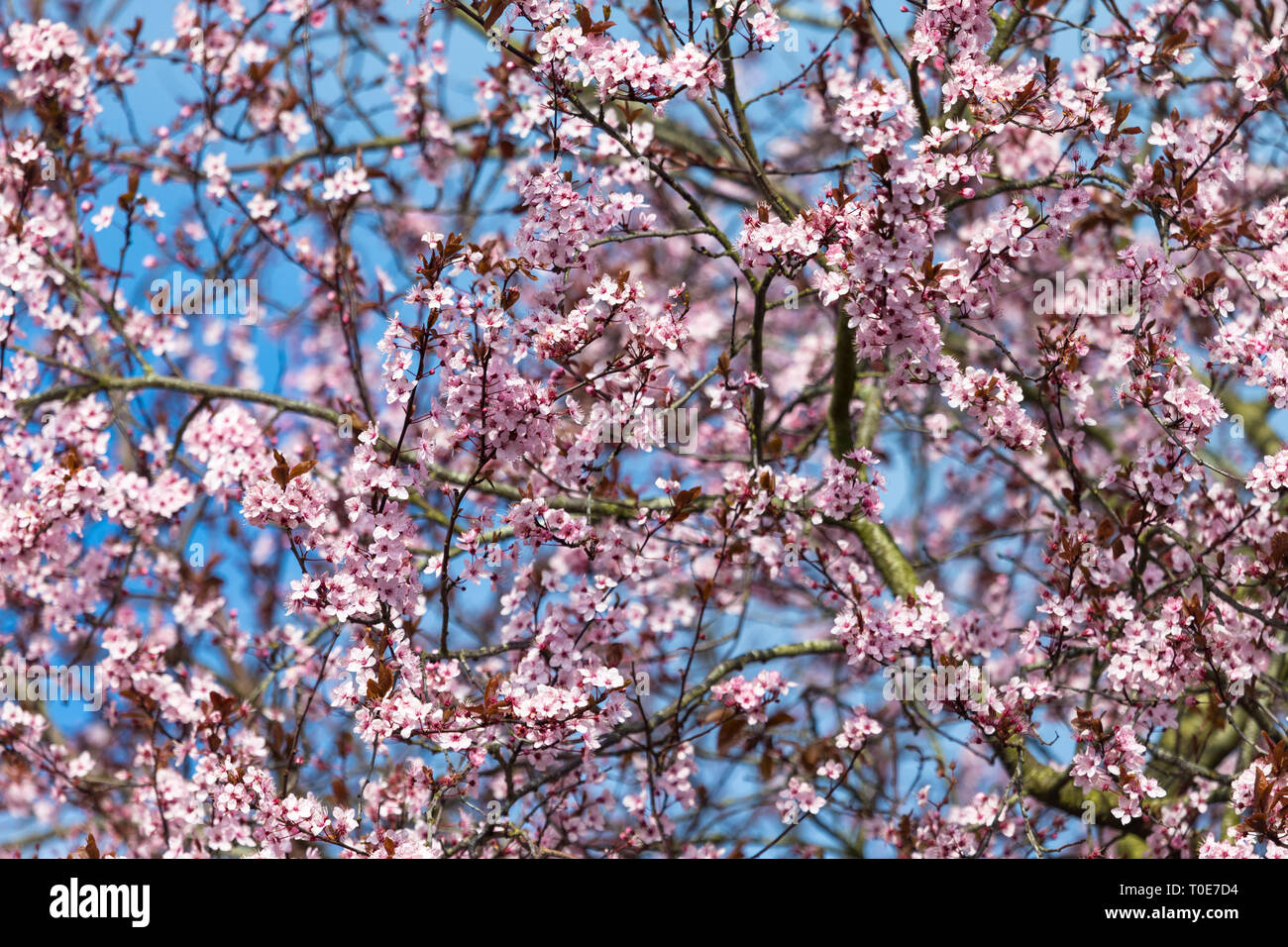 Cherry blossom uk hi-res stock photography and images - Alamy