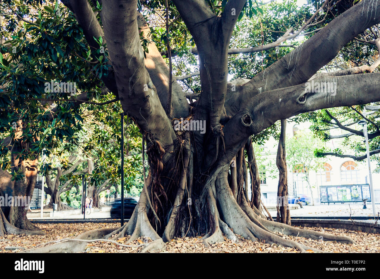 Monumental ancient tree in Giardino Bellini, famous public garden in ...