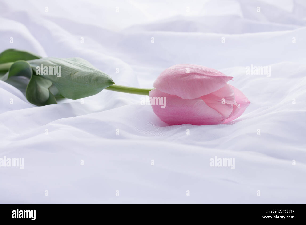 Pink tulip laying on white linen as a background Stock Photo - Alamy