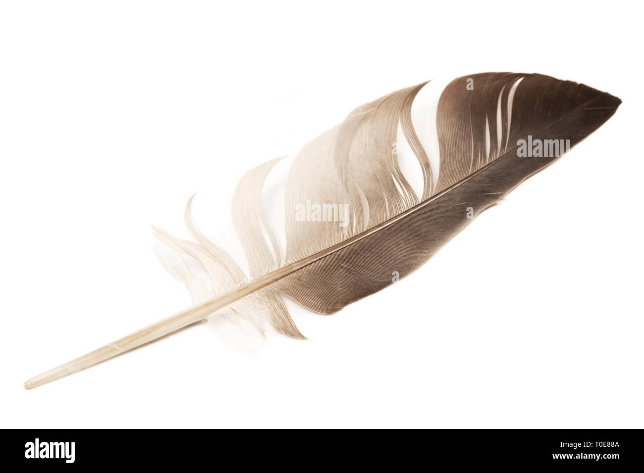 Single feather isolated on white Stock Photo - Alamy