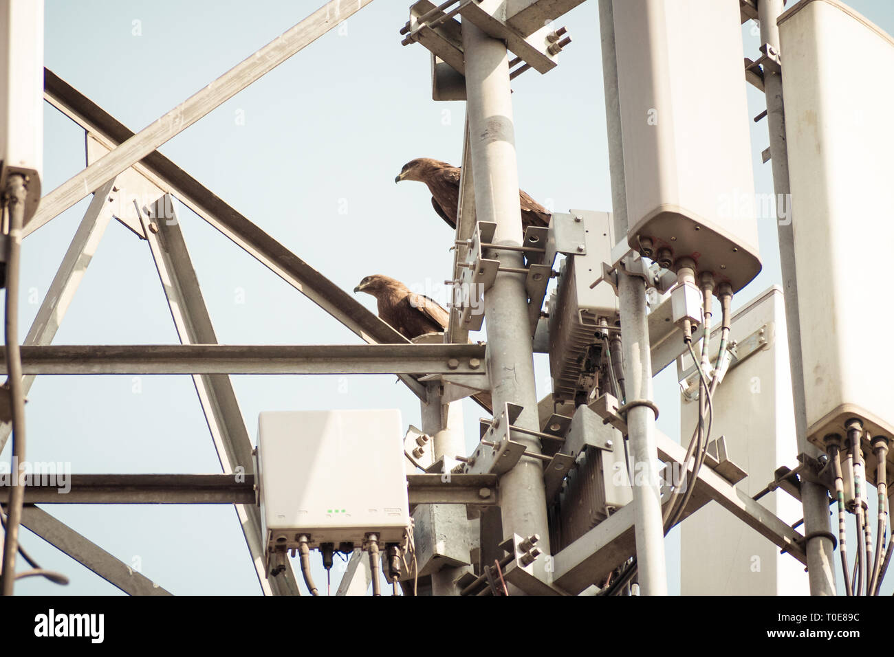 Bird on a High-Voltage Transmission Line. Birds don't get shocked when ...