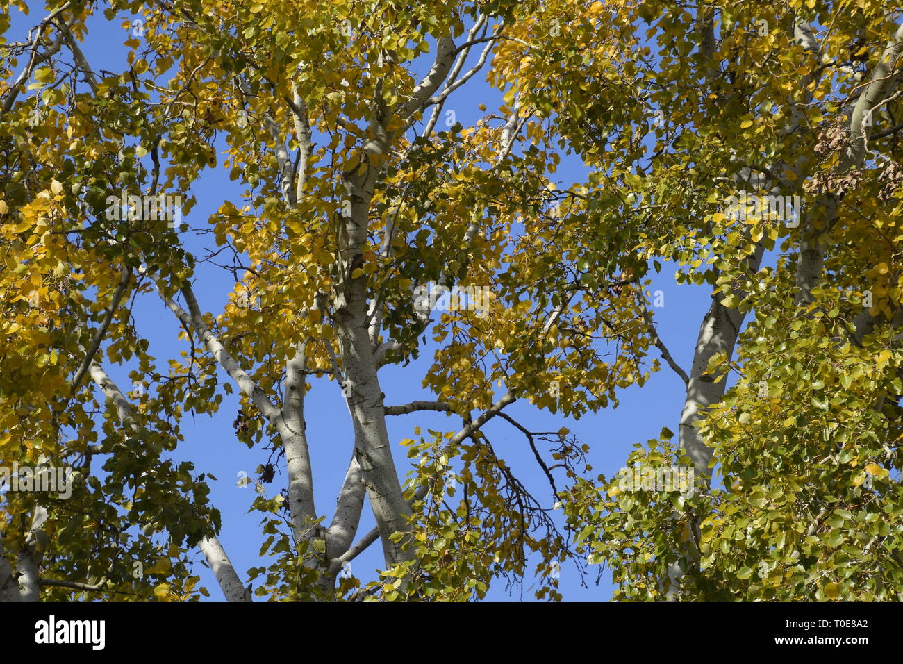 Superficial tree roots hi-res stock photography and images - Alamy