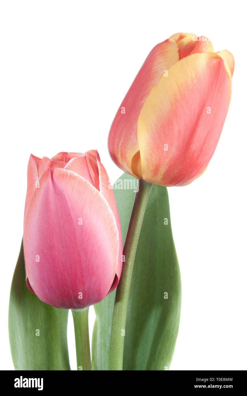 Pair of pastel color flowers. Isolation on a white background Stock ...