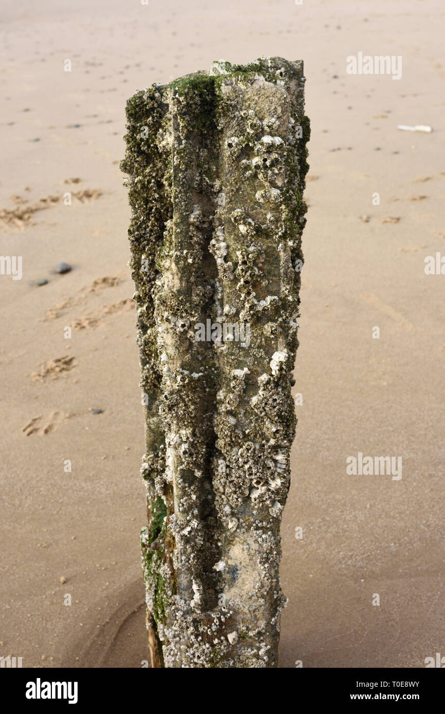 Crustaceans on derelict metal groyne pile on sandy beach on the fylde ...